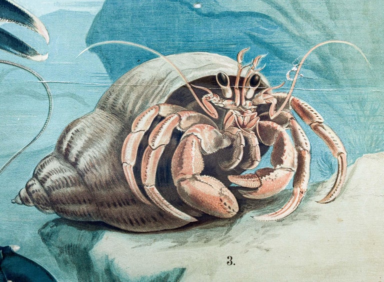 Crustaceans, Vintage Wall Chart For Sale at 1stDibs | hermit crab age ...