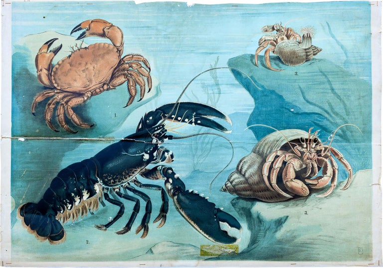 Crustaceans, Vintage Wall Chart For Sale at 1stDibs | hermit crab age ...