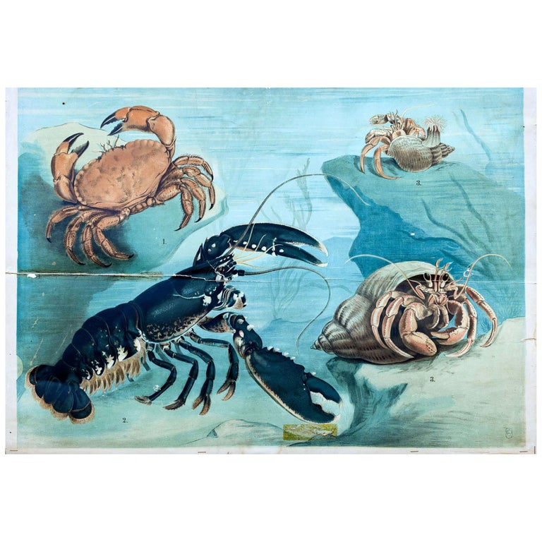 Crustaceans, Vintage Wall Chart For Sale at 1stDibs | hermit crab age ...