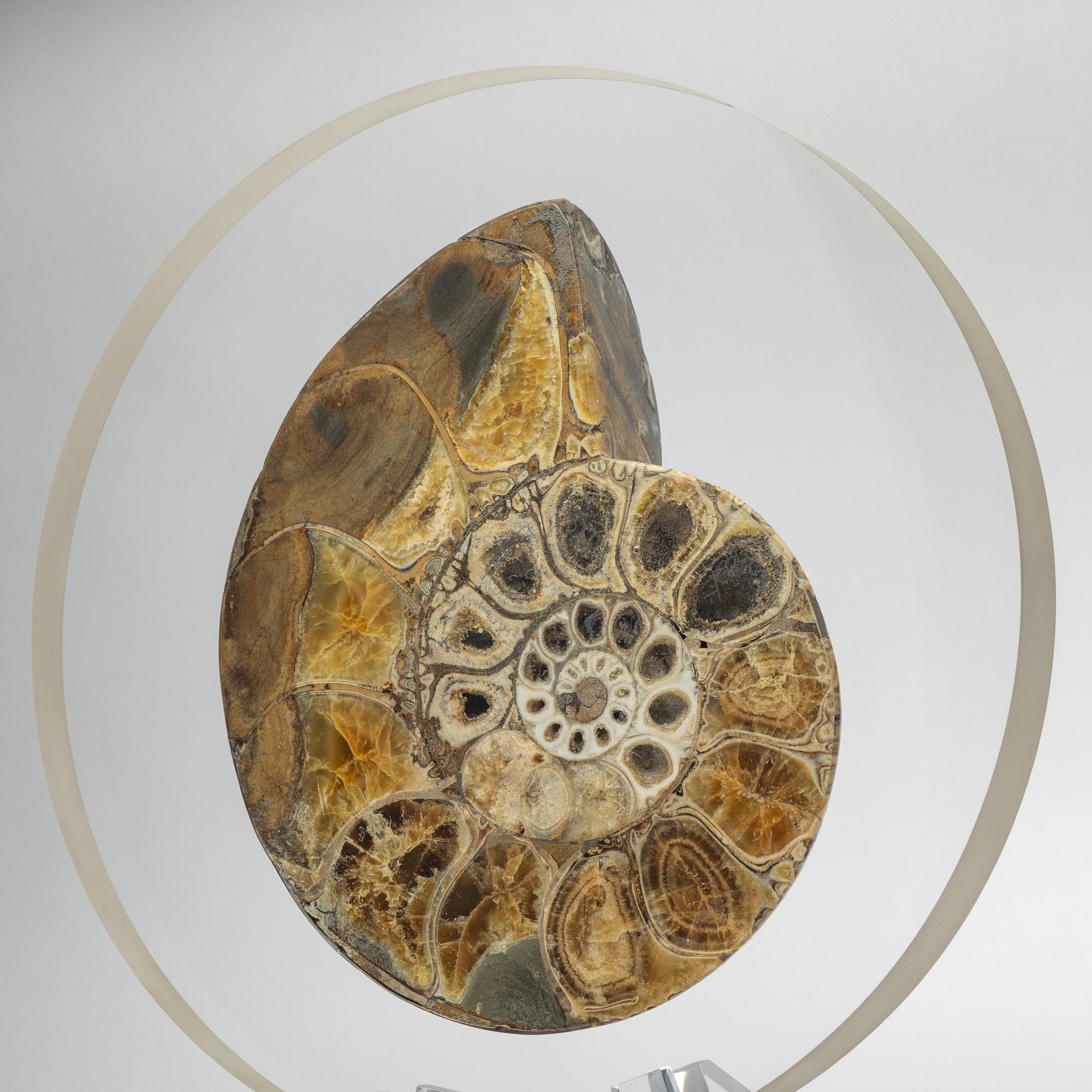 Crystallized Ammonite polished and cut mounted on custom acrylic base ...