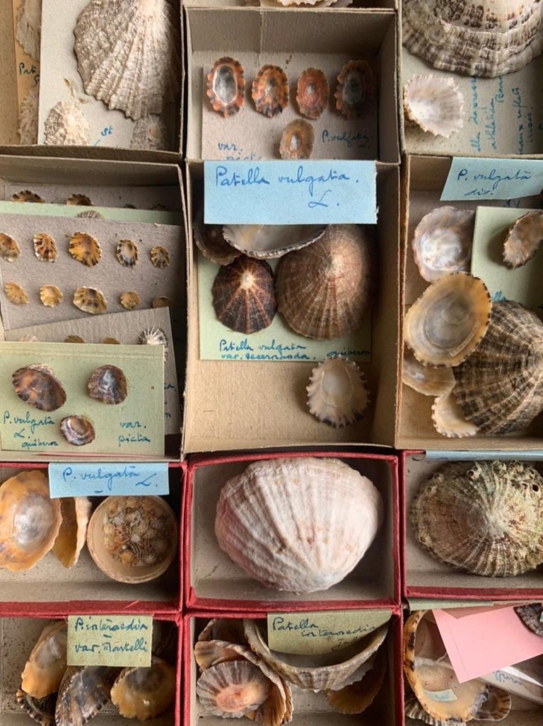 Curiosity Cabinet Collection of Shell circa 1900 For Sale at 1stDibs