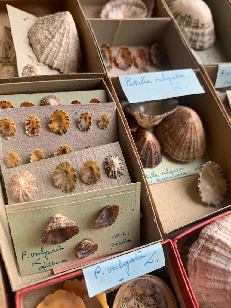 Curiosity Cabinet Collection of Shell circa 1900 For Sale at 1stDibs