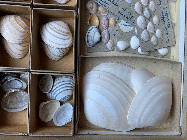 Curiosity Cabinet Collection of Shells, Circa 1900 For Sale at 1stDibs