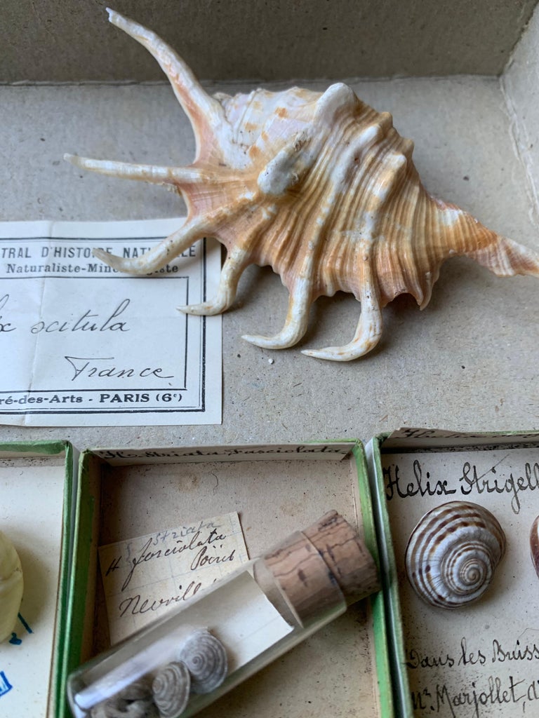 Curiosity Cabinet Collection of Shells, Circa 1900 For Sale at 1stDibs