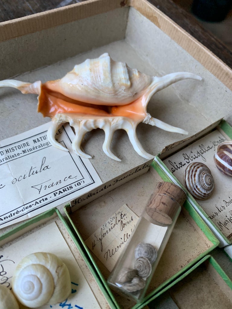 Curiosity Cabinet Collection of Shells, Circa 1900 For Sale at 1stDibs