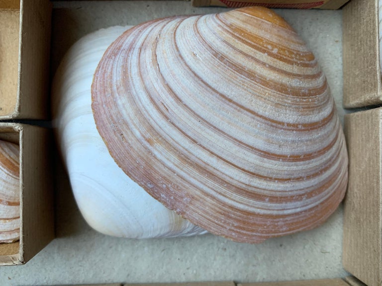 Curiosity Cabinet Collection of Shells, Circa 1900 For Sale at 1stDibs