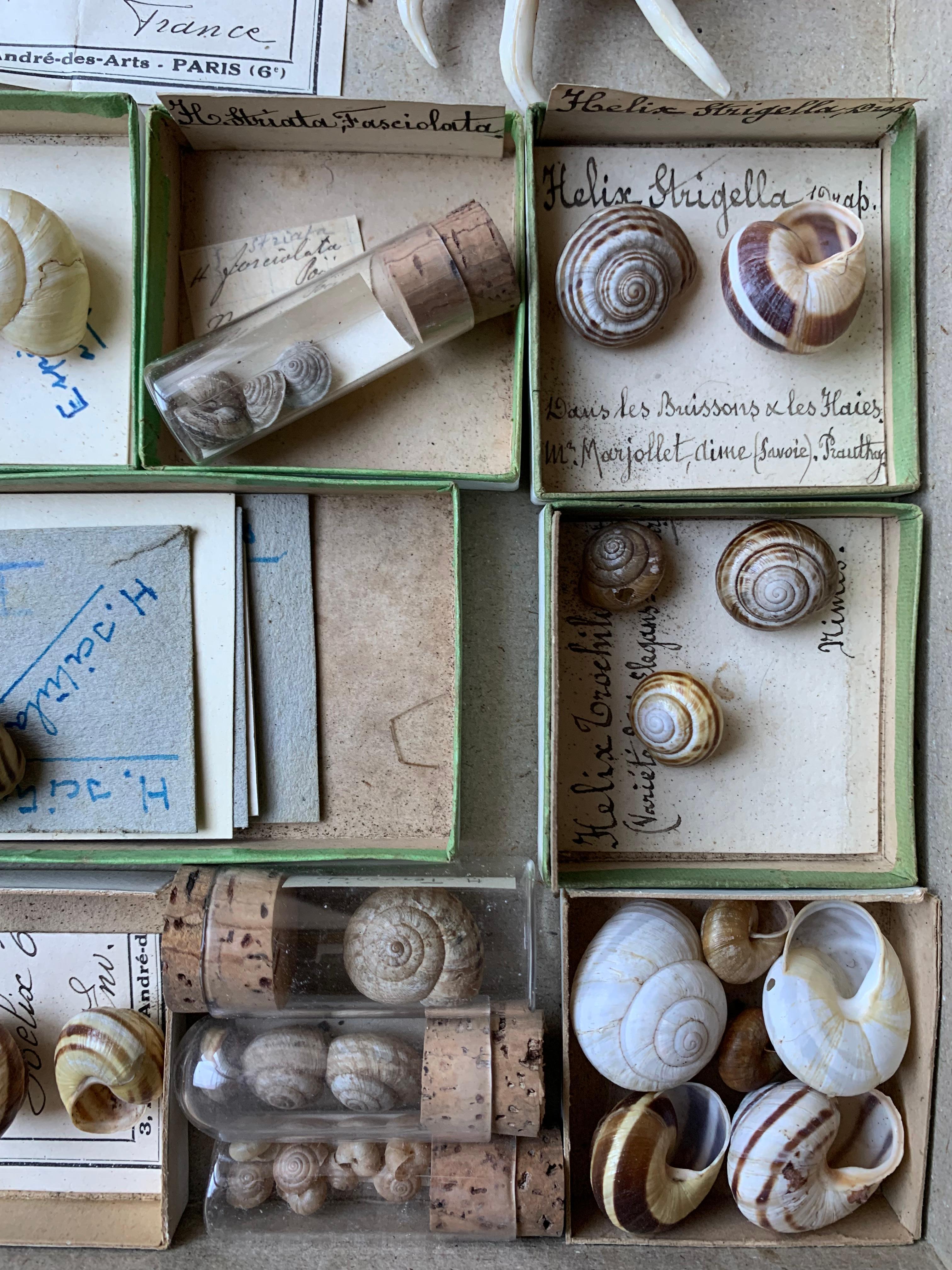 Curiosity Cabinet Collection of Shells, Circa 1900 at 1stDibs ...