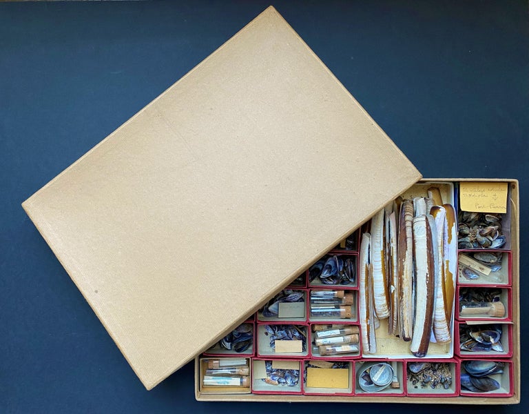 Curiosity Cabinet Collection of Shells, Circa 1900 For Sale at 1stDibs