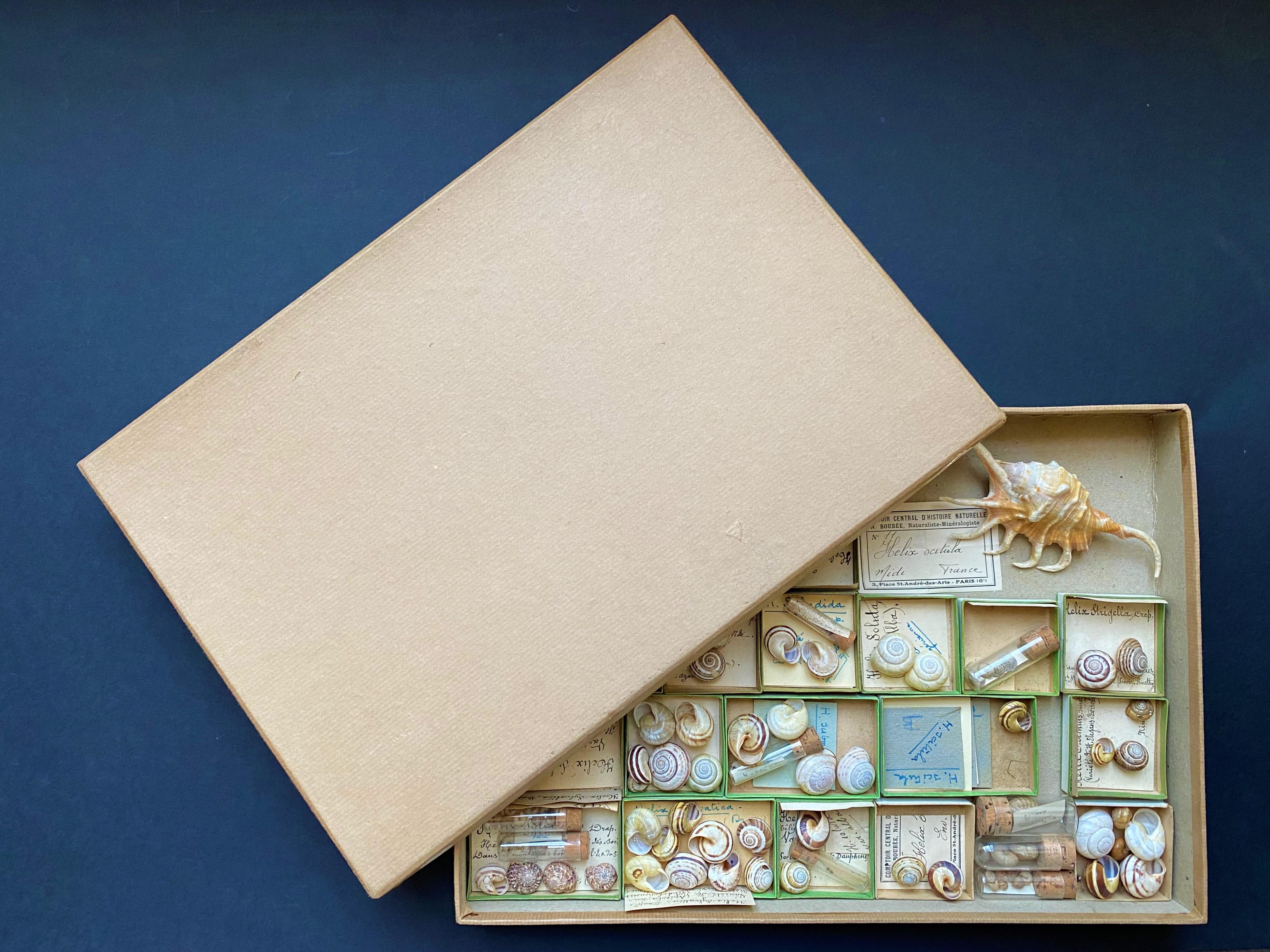 Curiosity Cabinet Collection of Shells, Circa 1900 at 1stDibs ...