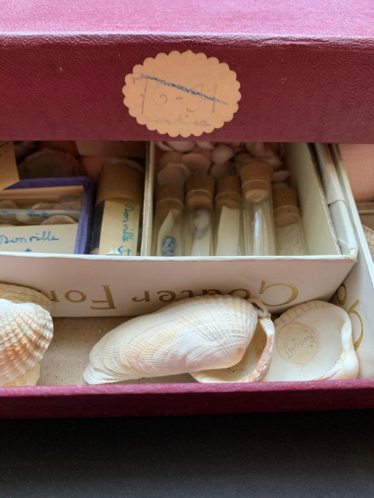 Curiosity cabinet Collection of Shells Circa 1900 For Sale at 1stDibs