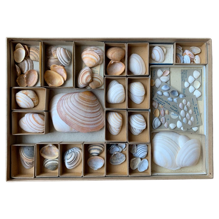Curiosity Cabinet Collection of Shells, Circa 1900 For Sale at 1stDibs