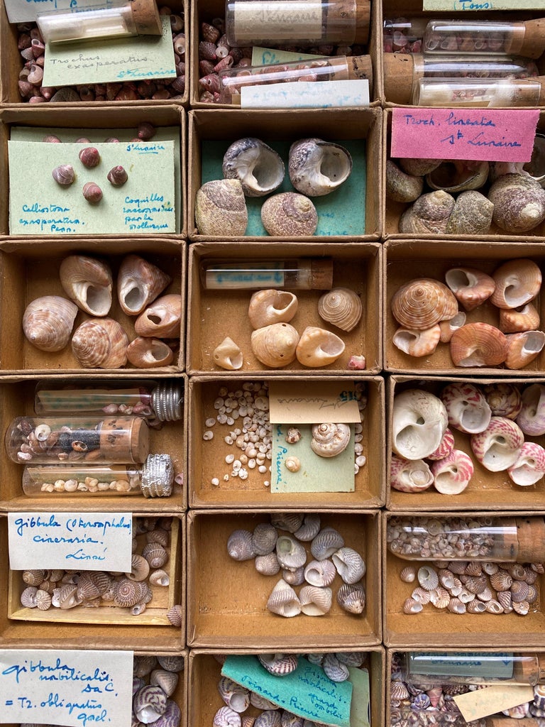 Curiosity Cabinet Naturalism Collection of Shell circa 1900 For Sale at ...