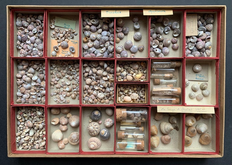 Curiosity Cabinet Naturalism Collection of Shell circa 1900 For Sale at ...