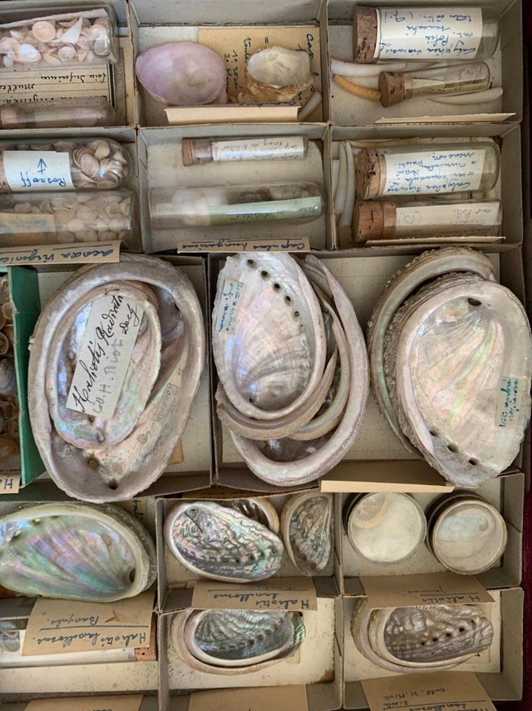 Curiosity Cabinet Naturalism Collection of Shell circa 1900 For Sale at ...