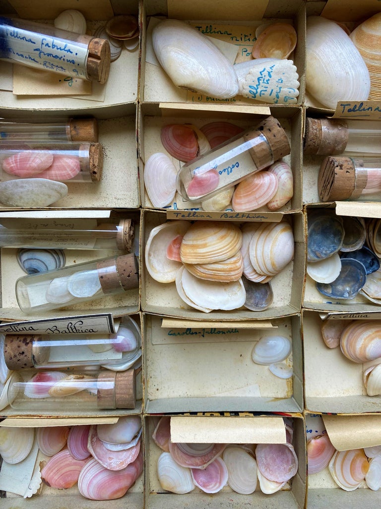 Curiosity Cabinet Naturalism Collection of Shell, Circa 1900 For Sale ...