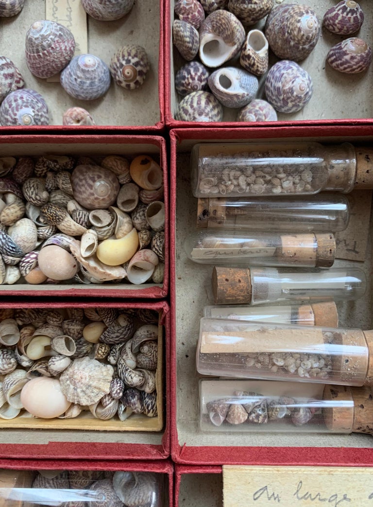 Curiosity Cabinet Naturalism Collection of Shell circa 1900 For Sale at ...