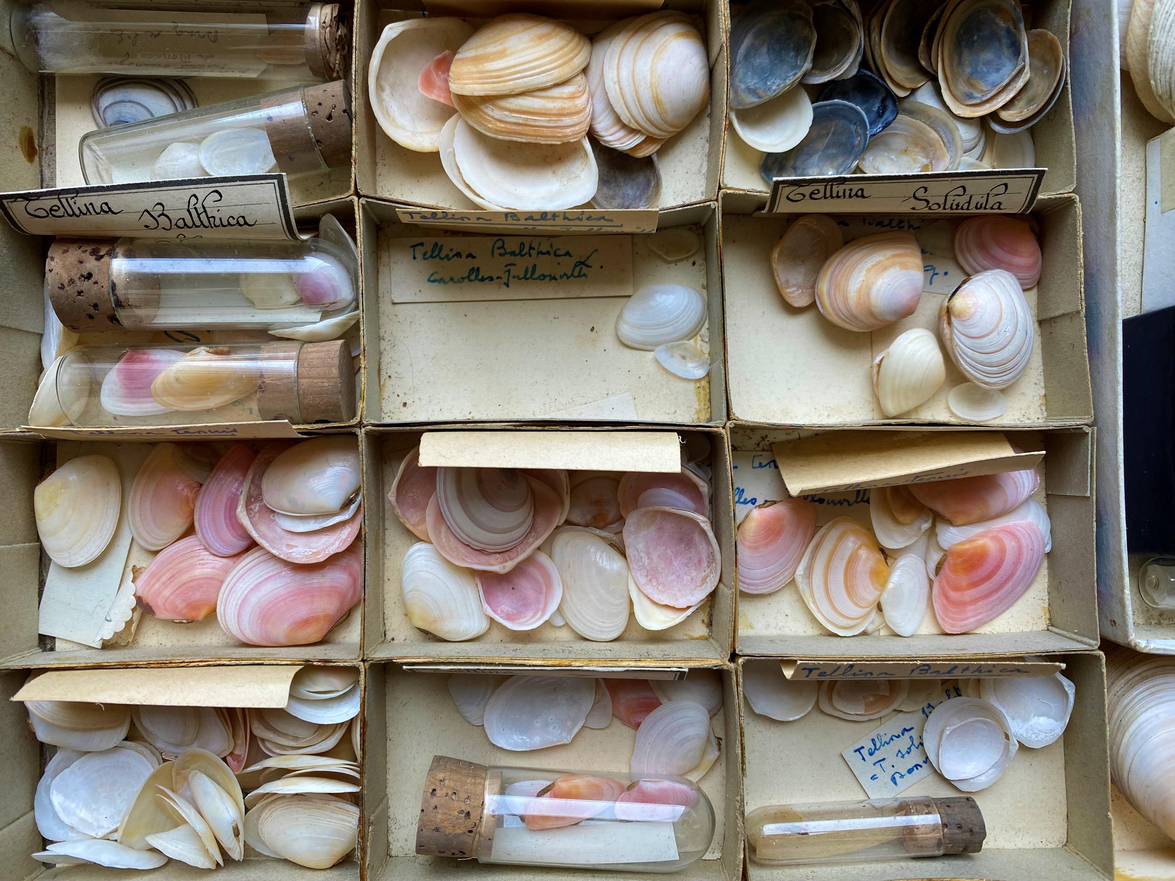 Curiosity Cabinet Naturalism Collection of Shell, Circa 1900 For Sale ...
