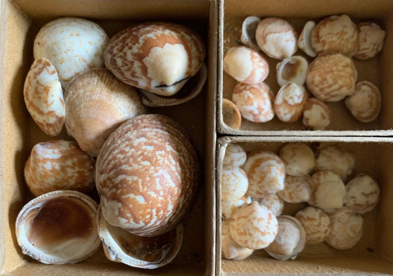 Curiosity Cabinet Naturalism Collection of Shells Circa 1900 For Sale ...