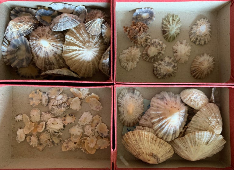 Curiosity Cabinet Naturalism Collection of Shells circa 1900 For Sale ...