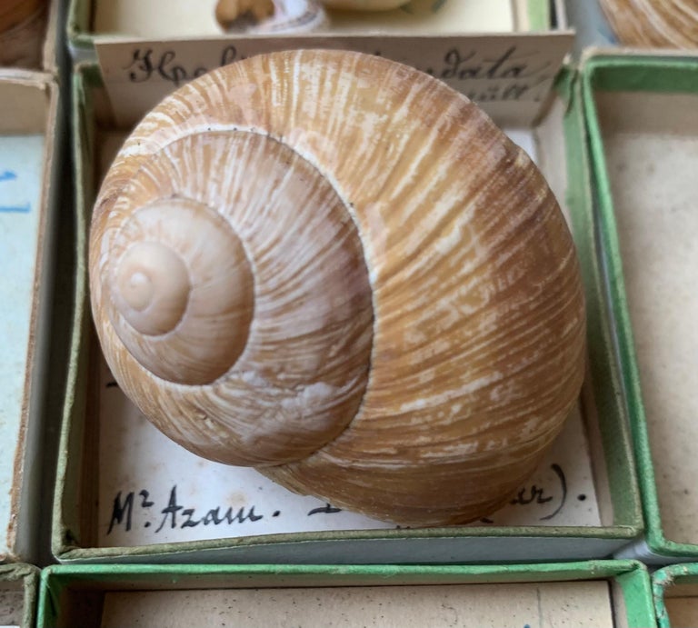 Curiosity Cabinet Naturalism Collection of Shells, Circa 1900 For Sale ...