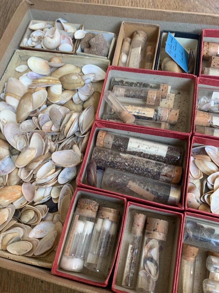 Curiosity Cabinet Naturalism Collection of Shells, Circa 1900 For Sale ...