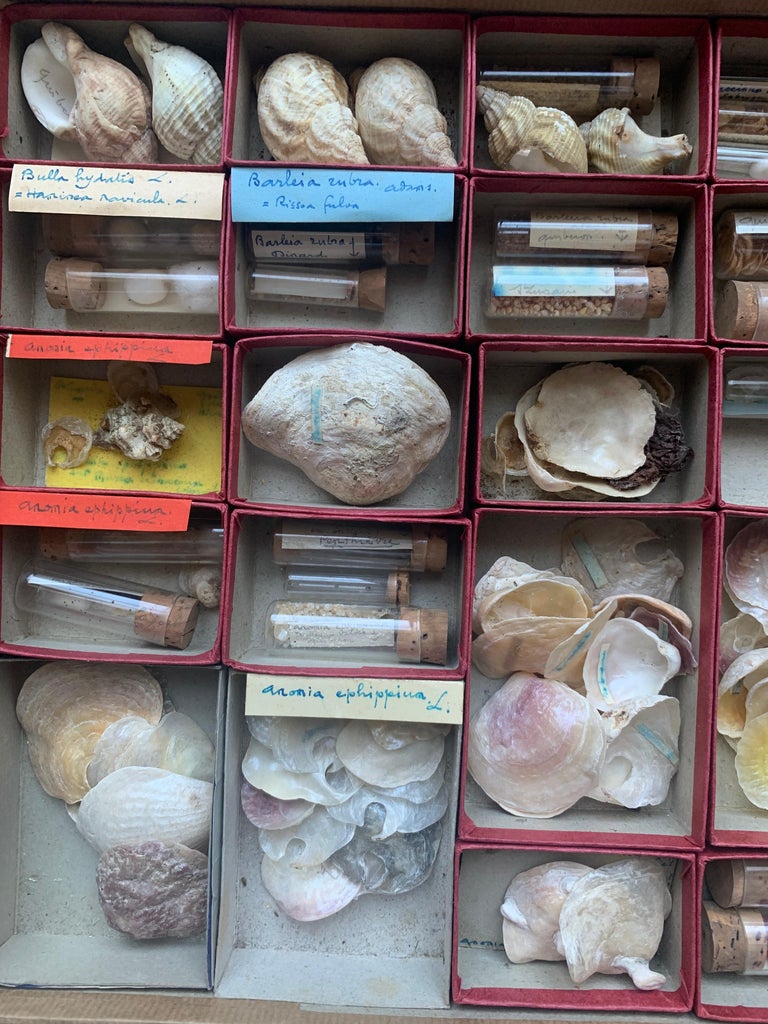 Curiosity Cabinet Naturalism Collection of Shells, Circa 1900 For Sale ...