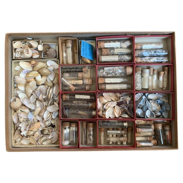 Curiosity Cabinet Naturalism Collection of Shells, Circa 1900 For Sale ...