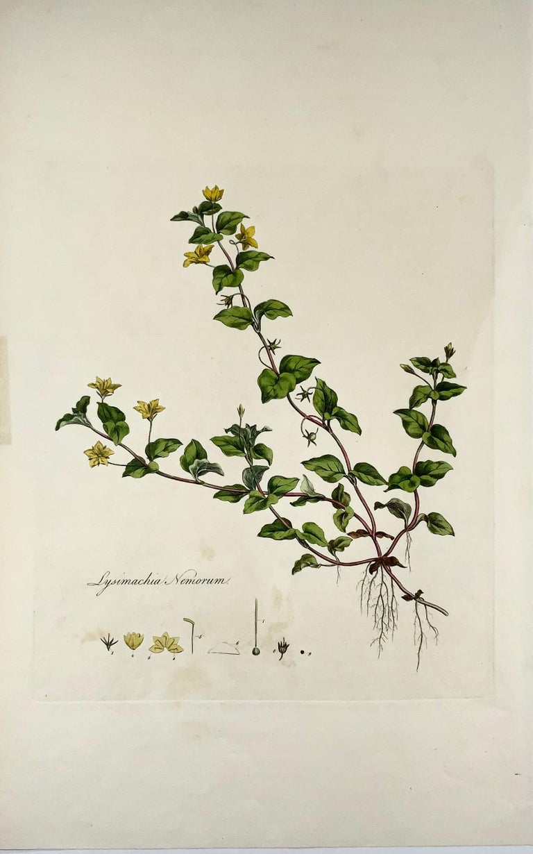Curtis, 'Flora Londinensis', Pimpernel, Large Folio, Hand Coloured For ...