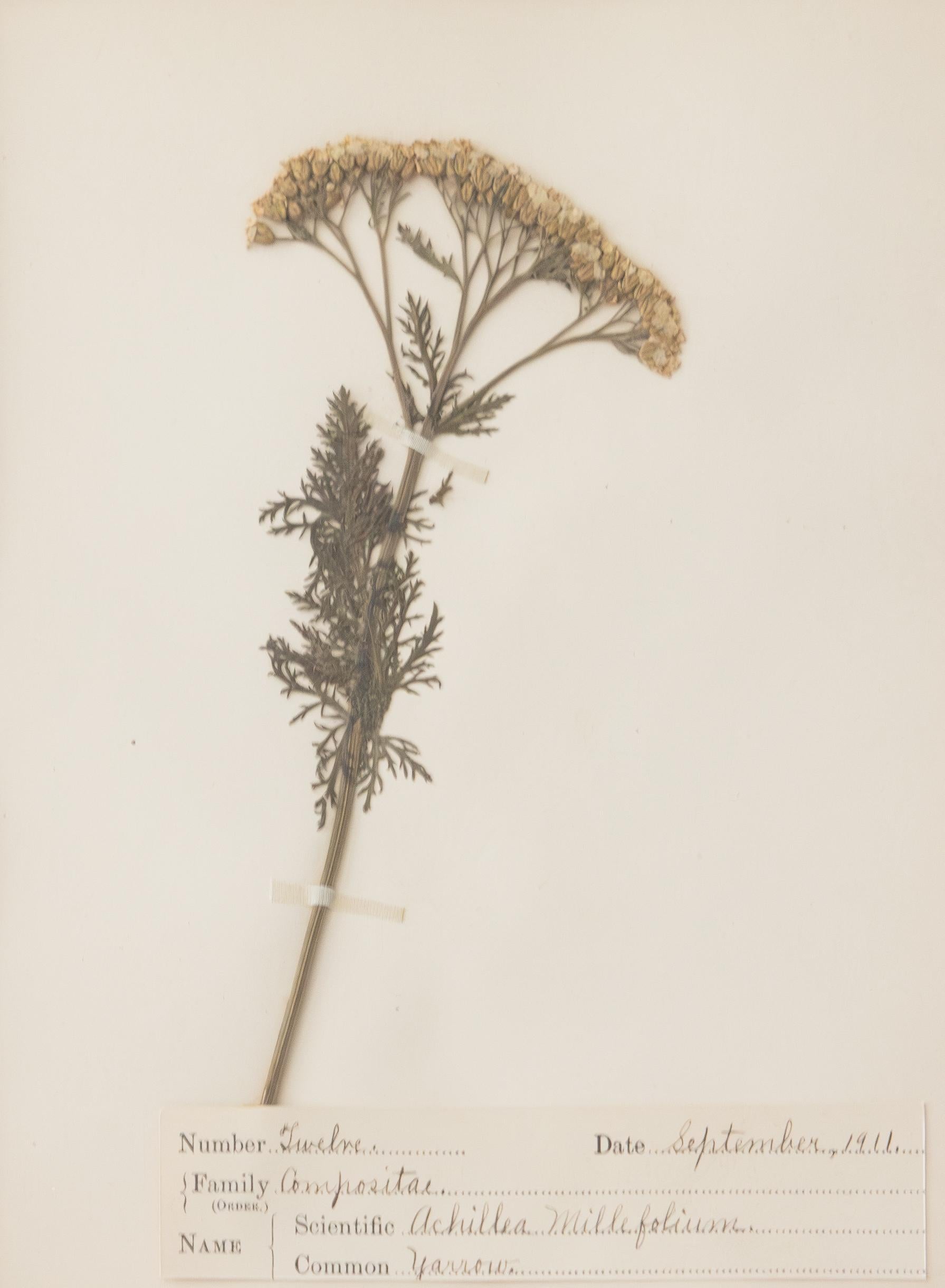 Set of 4 Custom Framed Antique Herbarium Botanical Specimens, 1911 For ...