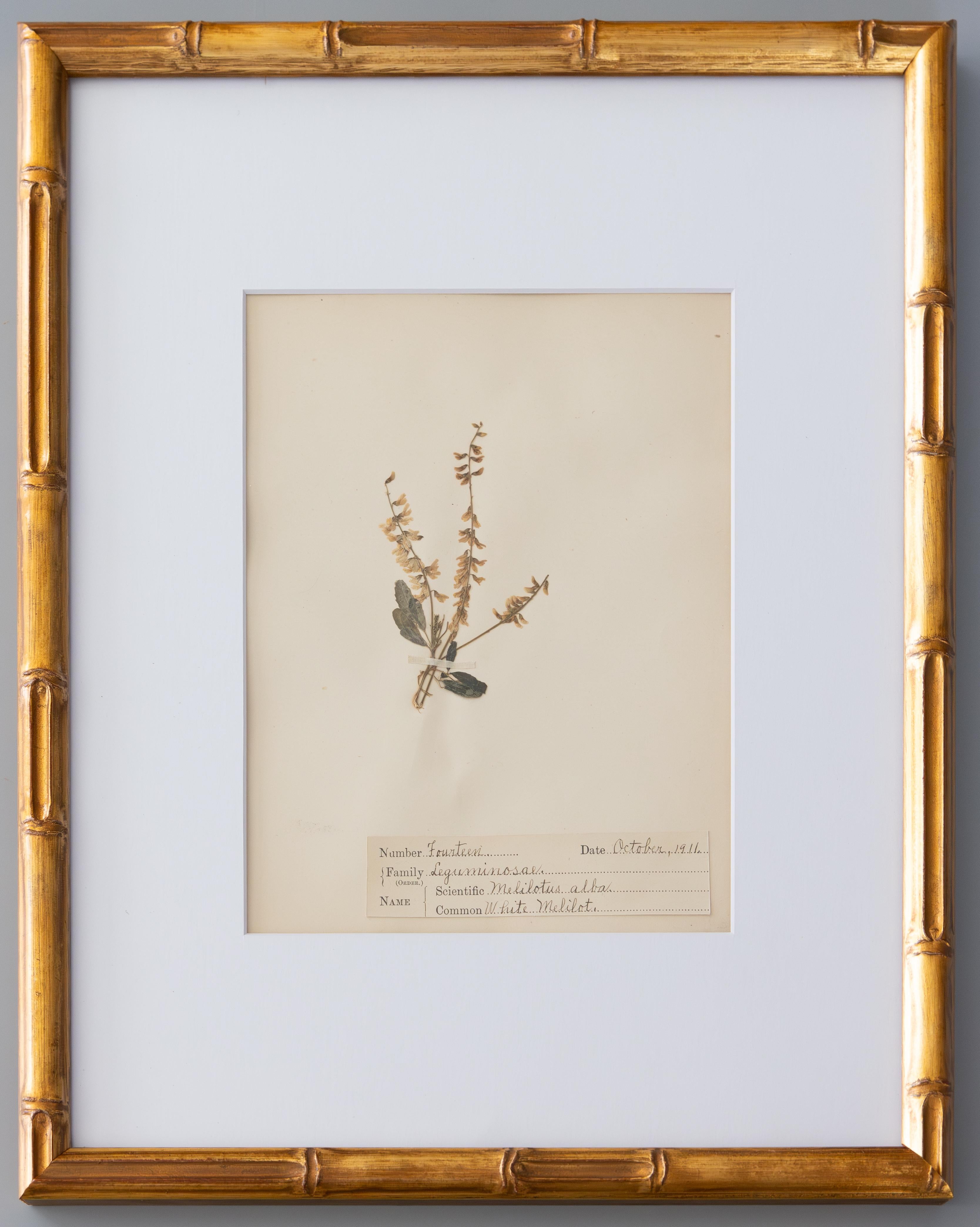 Set of 4 Custom Framed Antique Herbarium Botanical Specimens, 1911 For ...