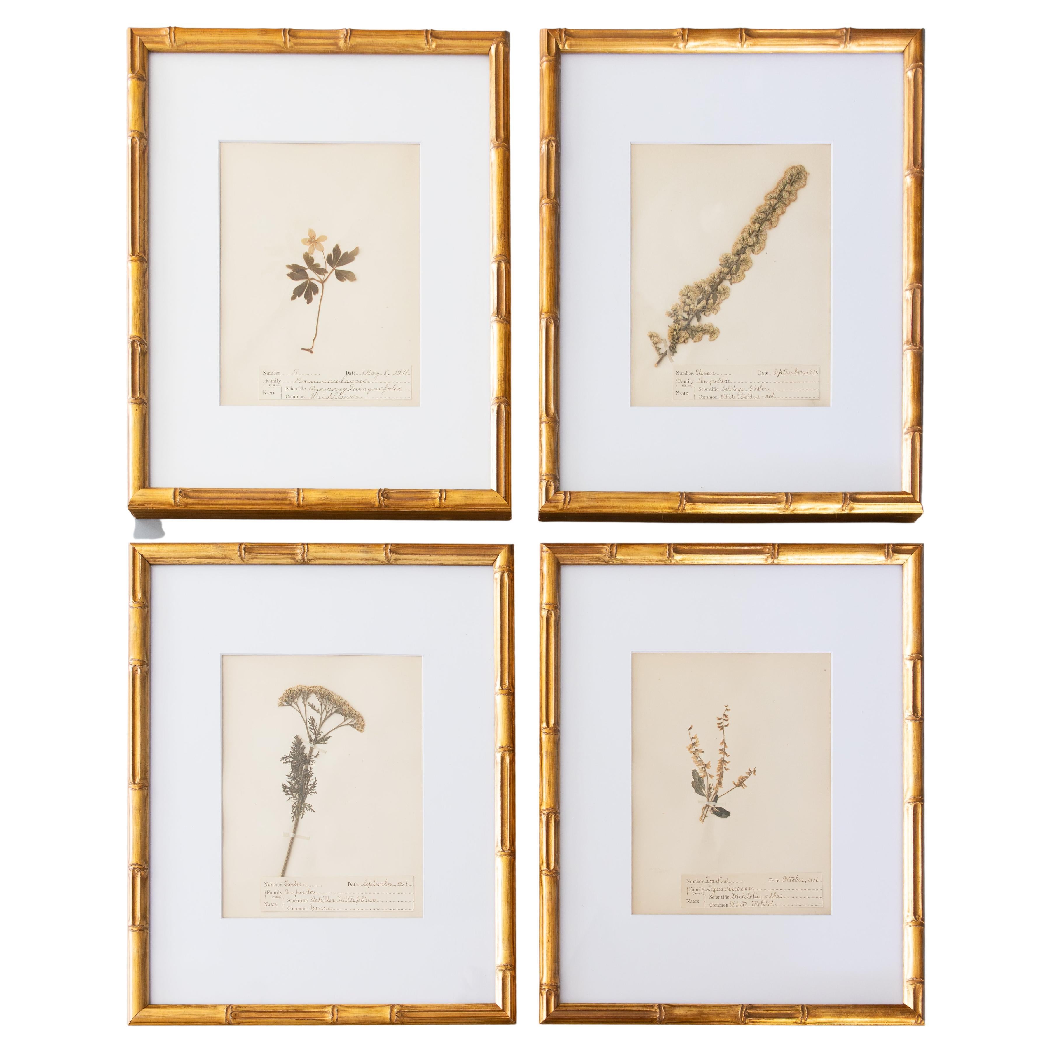 Custom Framed Antique Fern Botanical Engravings - Set of Four For Sale ...
