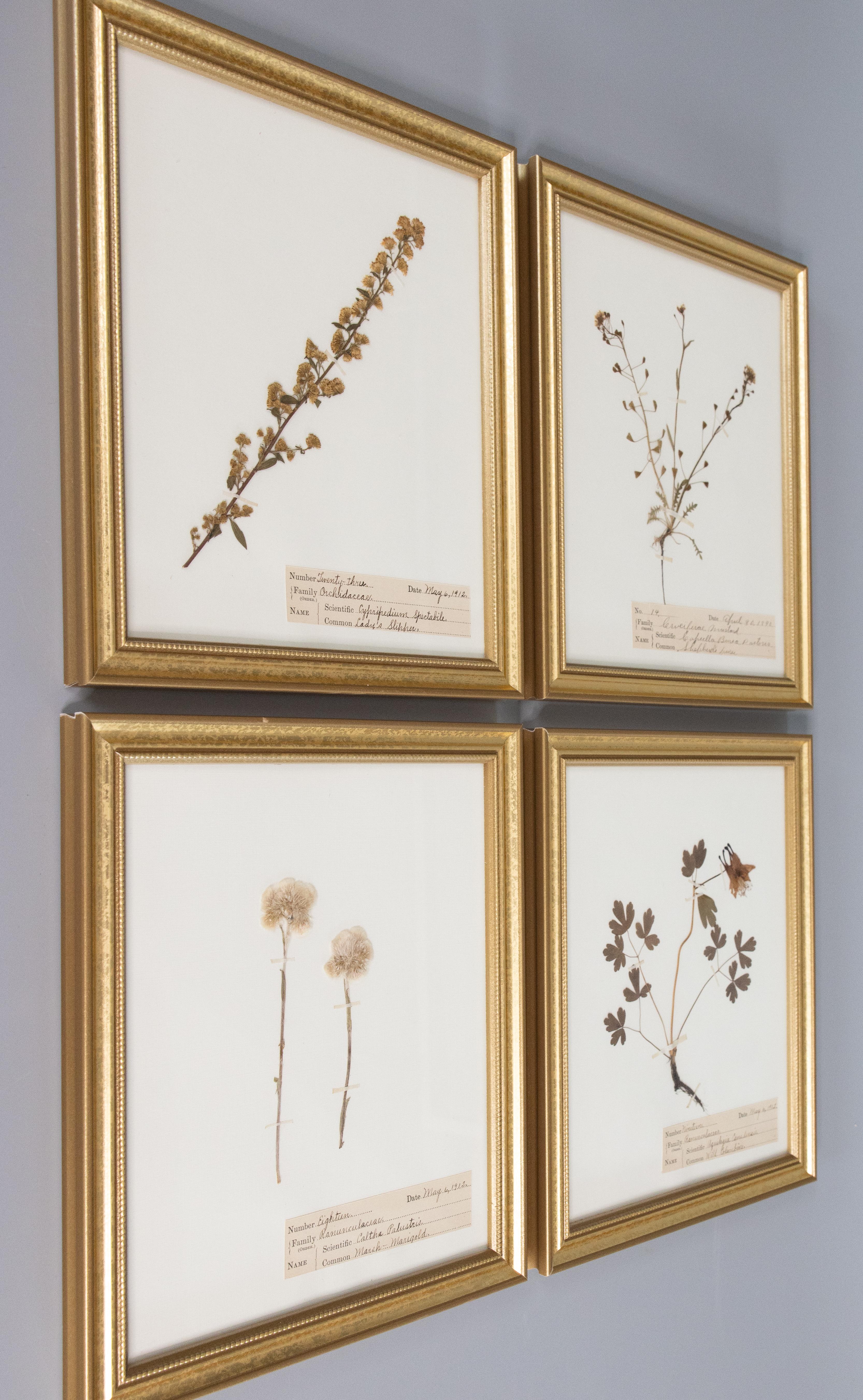 Custom Framed Antique Herbarium Botanical Specimens, Set of 4 For Sale ...