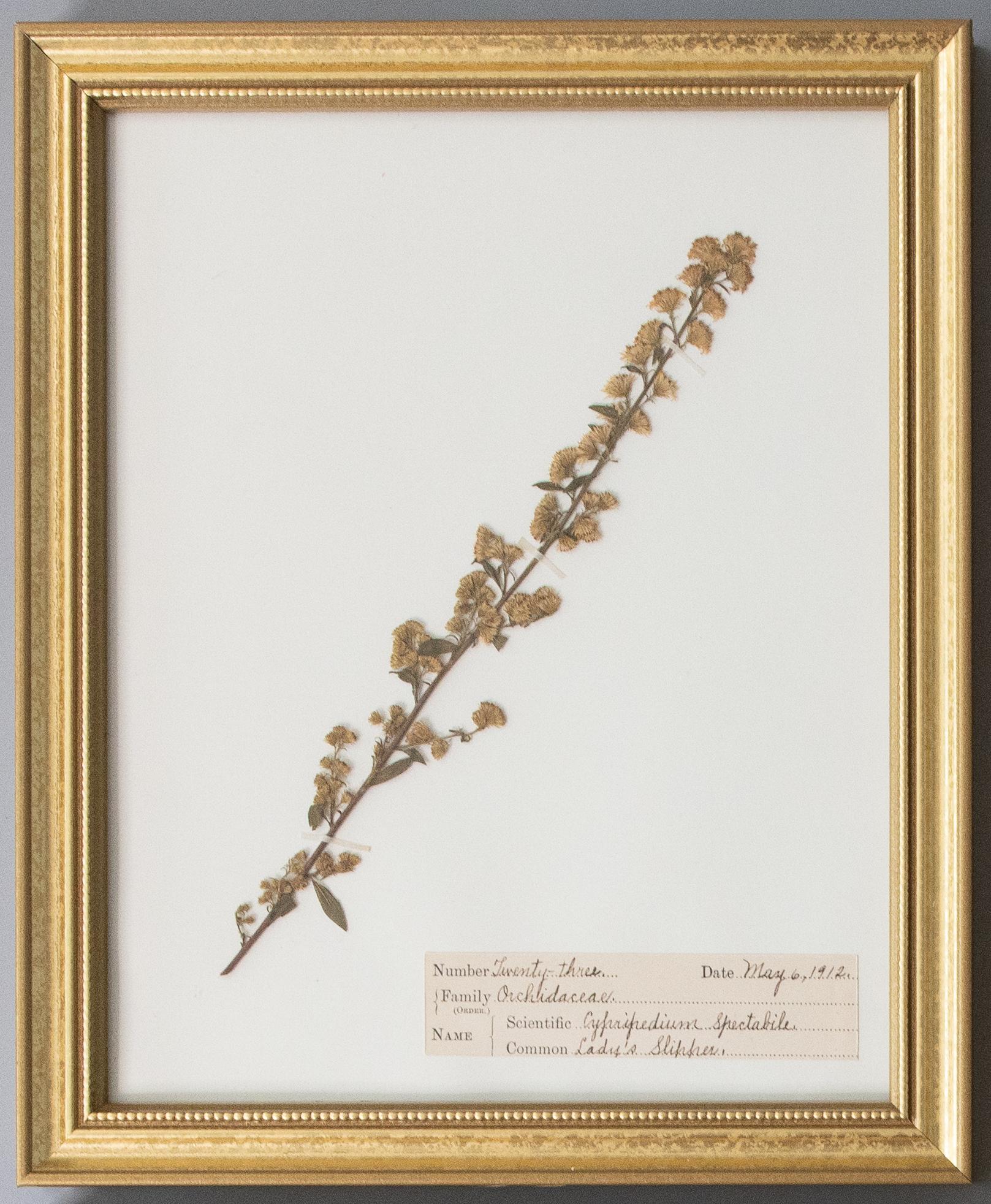 Custom Framed Antique Herbarium Botanical Specimens, Set of 4 For Sale ...