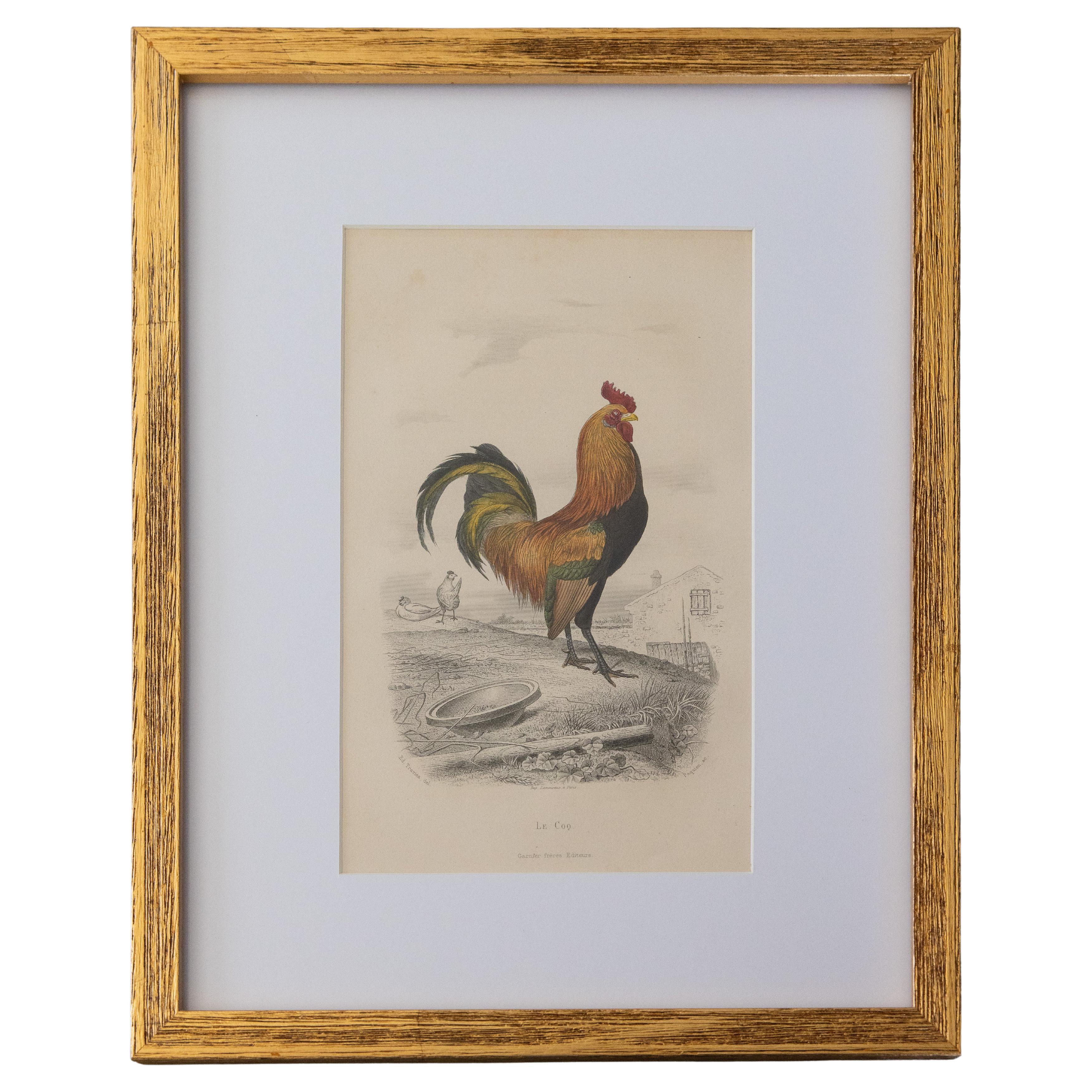 Custom Framed Antique Bird Engravings - Set of Two For Sale at 1stDibs