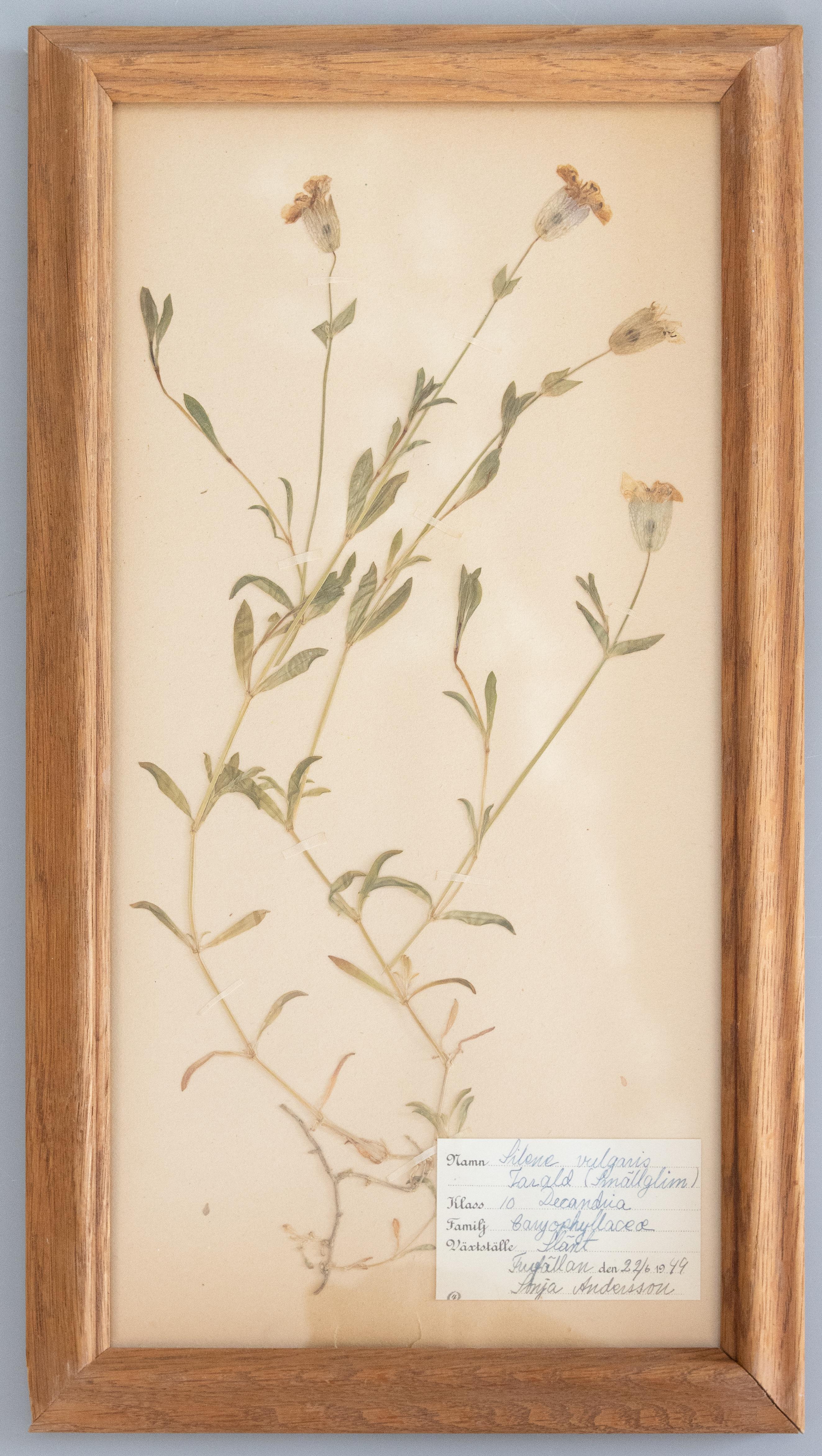 Set of 11 Custom Framed Scandinavian Herbarium Gallery, Dated 1949 For Sale at 1stDibs