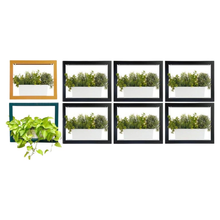 Custom Modern Sprout Living Wall Installation, 8 Frames, Black, Yellow ...