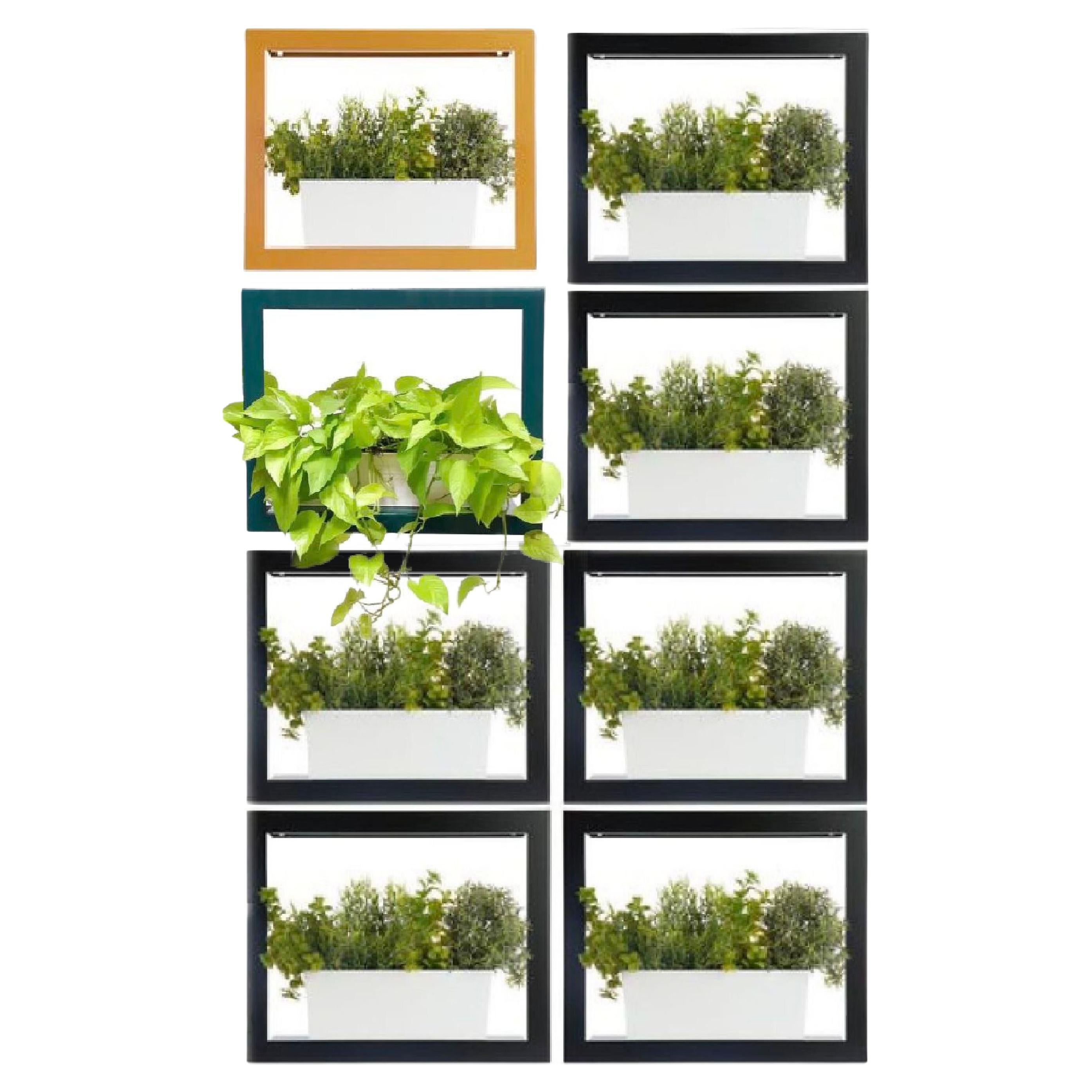 Custom Modern Sprout Living Wall Installation, 8 Frames, Black, Yellow ...