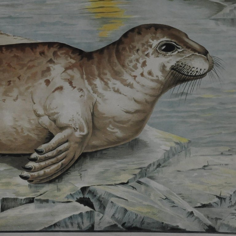 Cute Wall Chart Vintage Poster Seal Marine Wildlife For Sale at 1stDibs