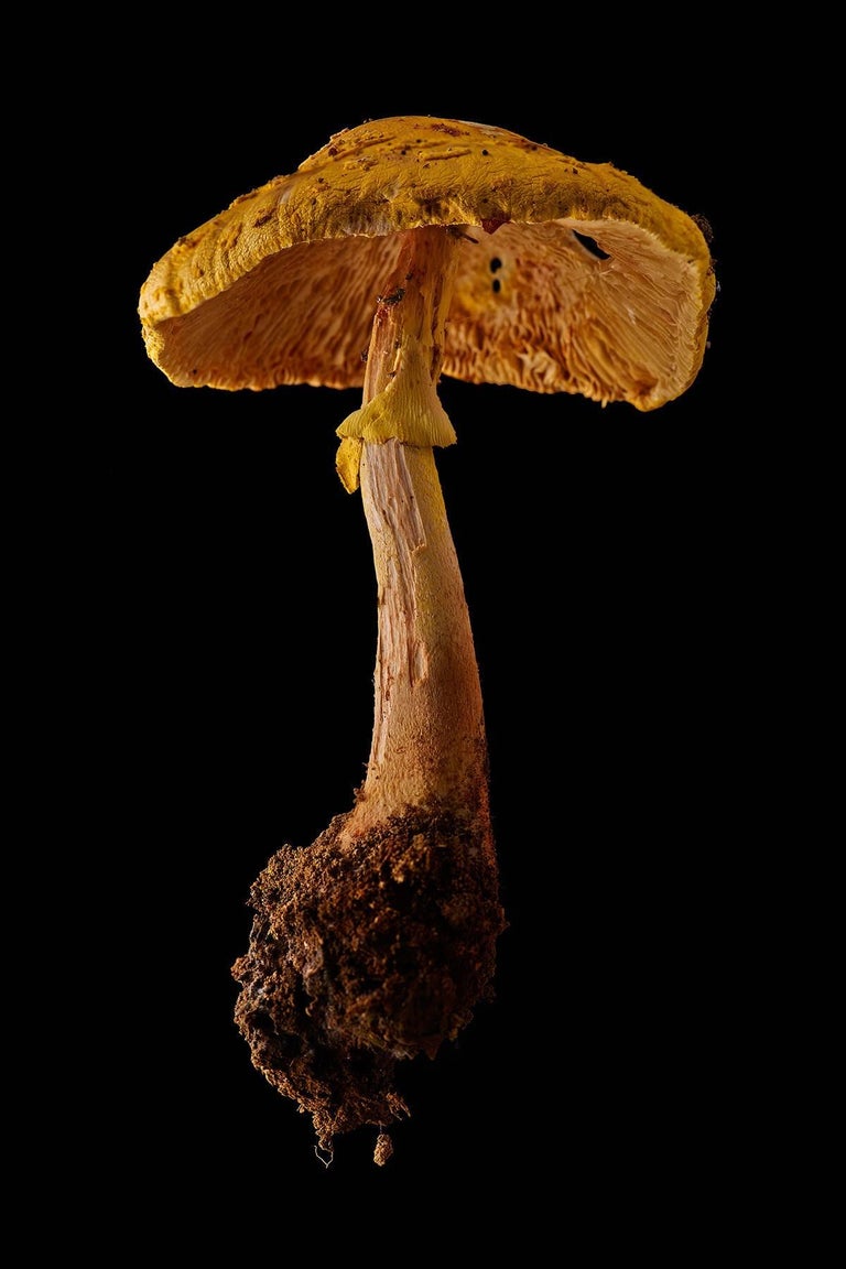 Dan Peterson - Bandanna For Sale at 1stDibs