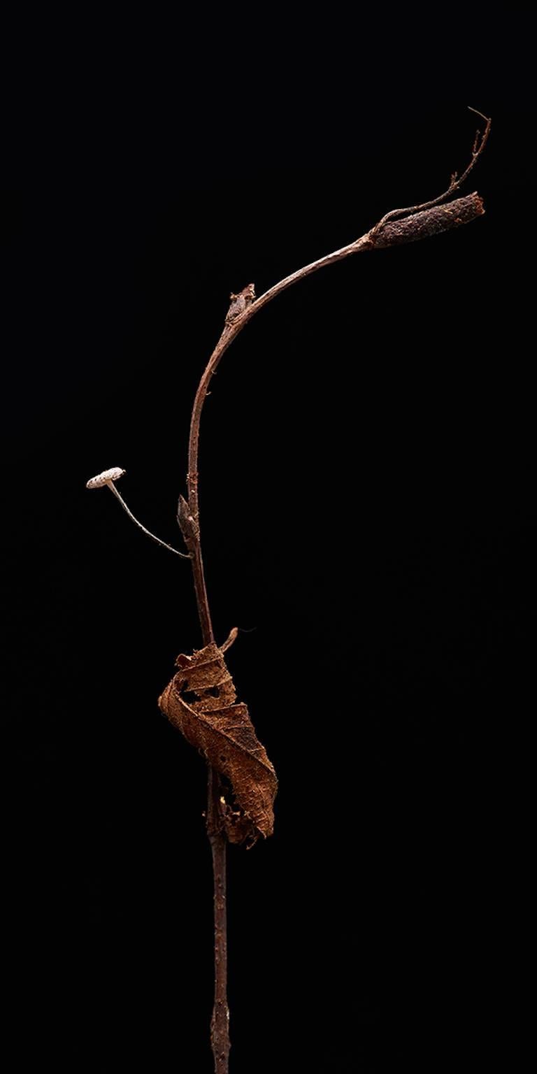 Dan Peterson - Stick For Sale at 1stDibs