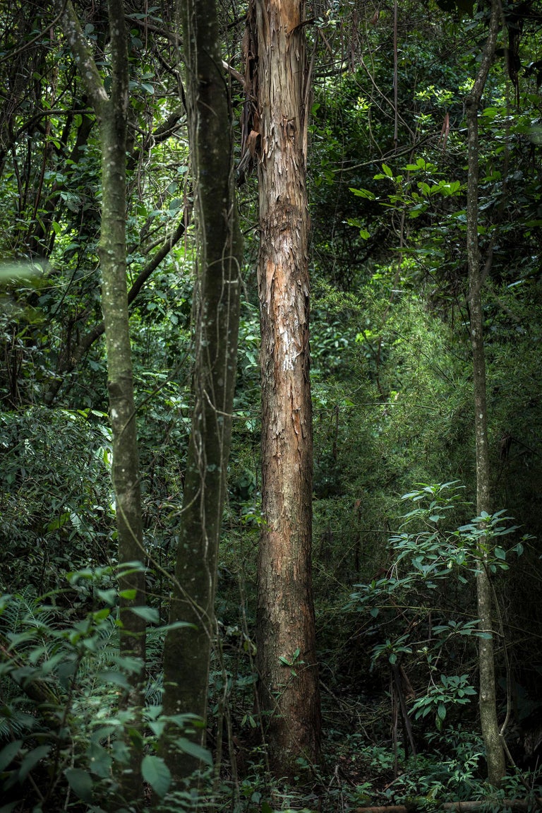 Daniel Mansur - VERT - Rainforest, Brazil - Landscape Photography For Sale at 1stDibs