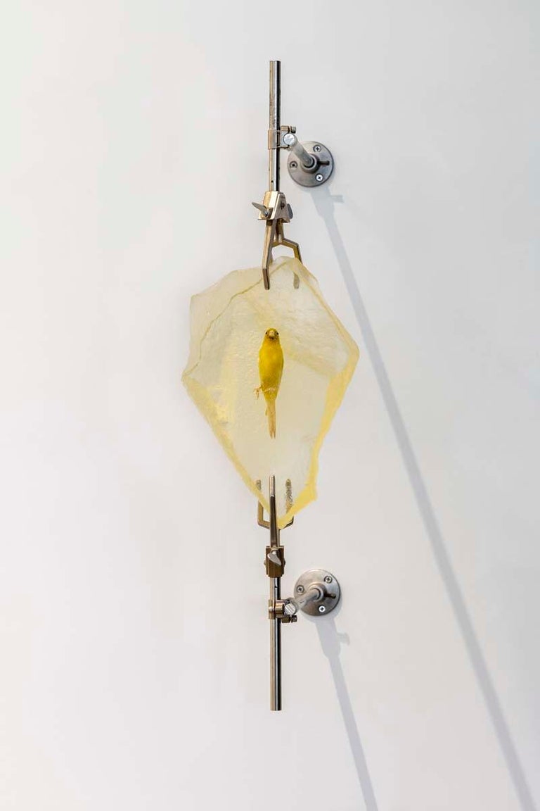 Daniella Dooling - Canary I For Sale at 1stDibs