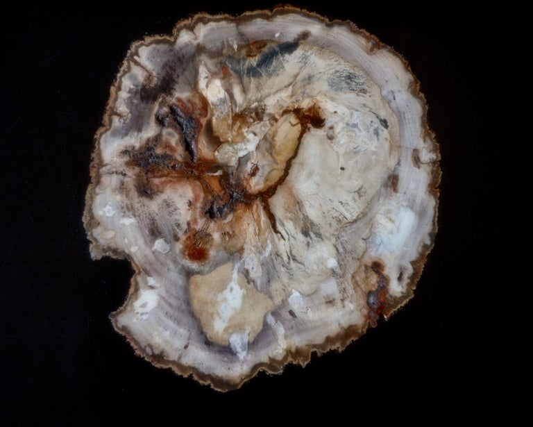 Dark Brown Resin Table with Petrified Wood Inclusions, Belgium, 1970 at ...