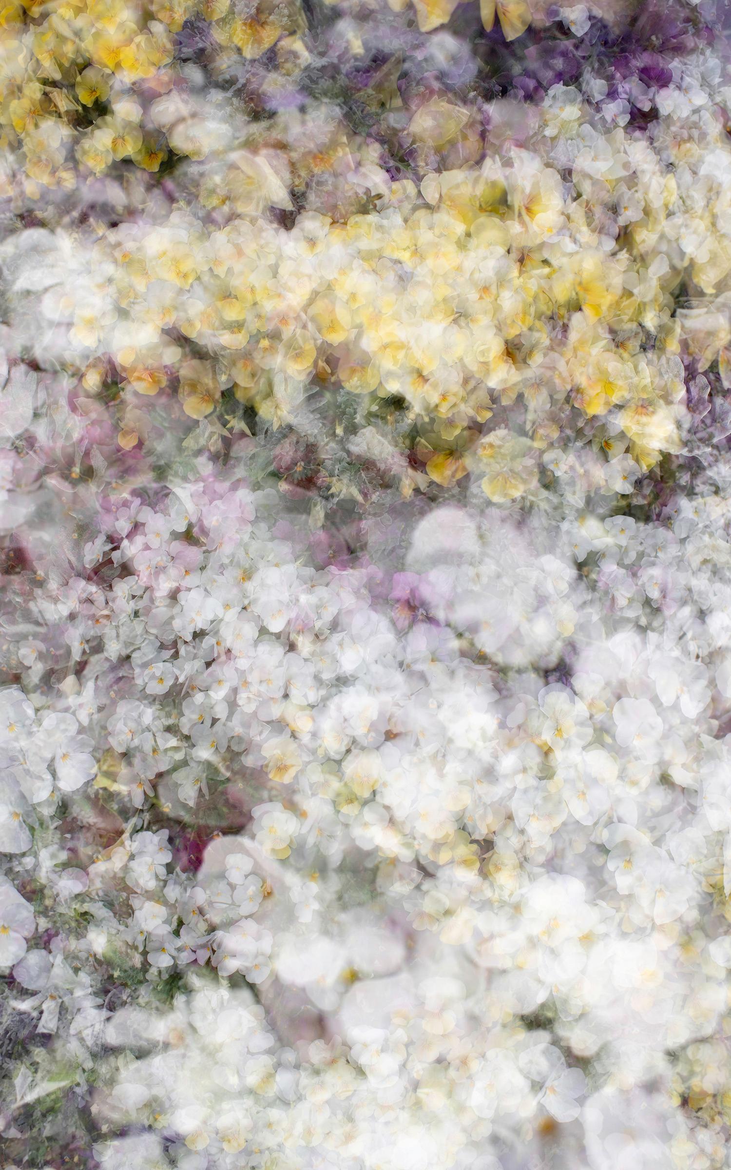 Philip Shalam - TULIPS - 4 CONTEMPORARY FISHEYE PHOTOGRAPHS BY PHILIP ...