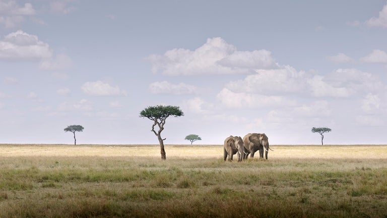 David Burdeny - Elephant Pair, Amboseli, Kenya (37” x 66”) For Sale at ...