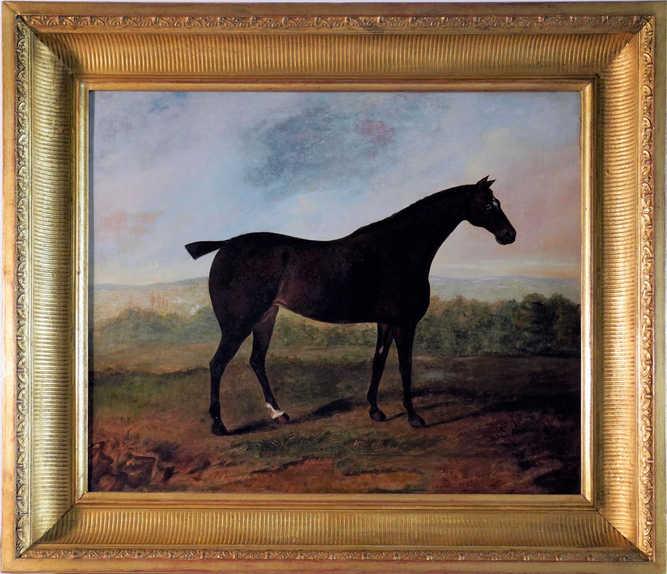David Dalby - A dark brown thoroughbred Horse standing in an extensive ...