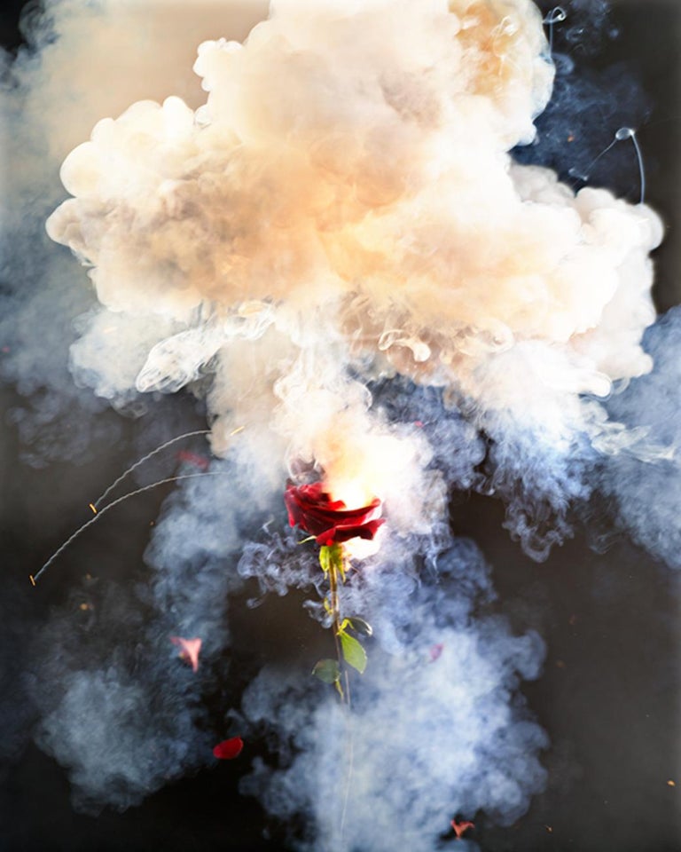David Drebin - Exploding Rose, Lightbox (60" x 48") For Sale at 1stDibs