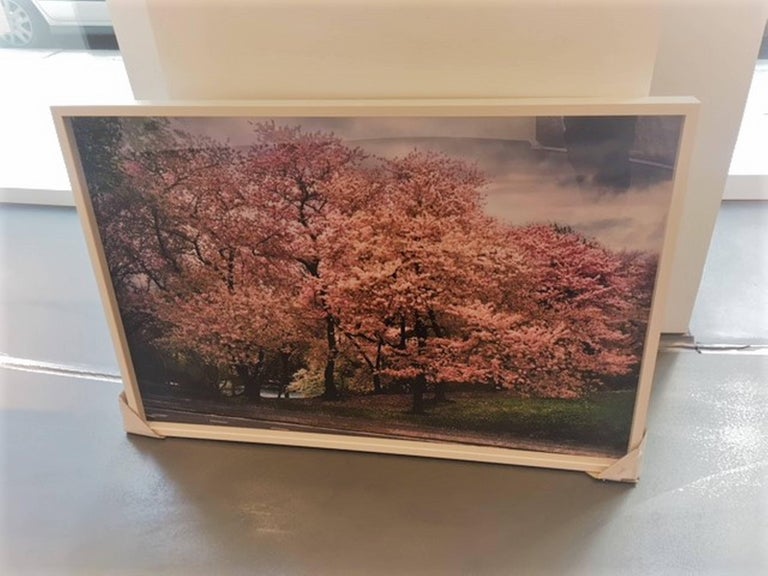 David Drebin - Pink Parkway For Sale at 1stDibs