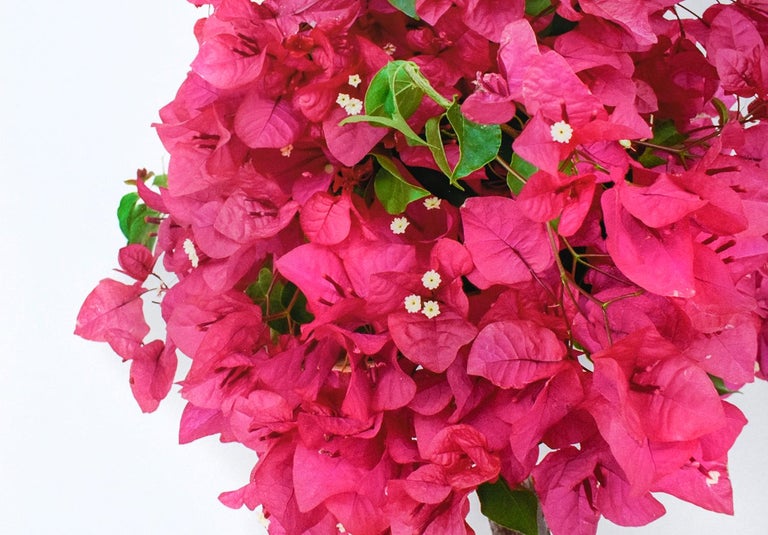 David Halliday - Bougainvillea and Shotgun Shells: Still Life ...