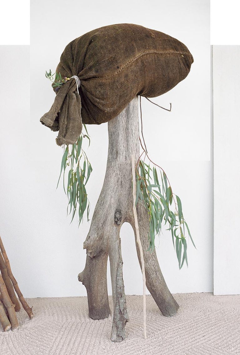 David Halliday - Olive Harvest (Still Life Photo of Tree Branches and ...